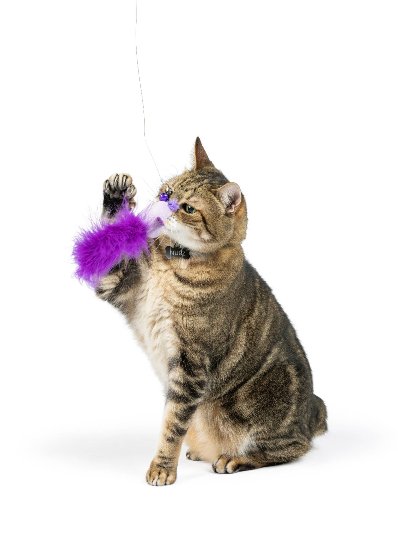Purrgatory
